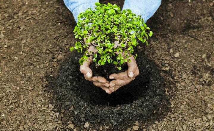 Heredia se beneficiará con proyecto de arborización
